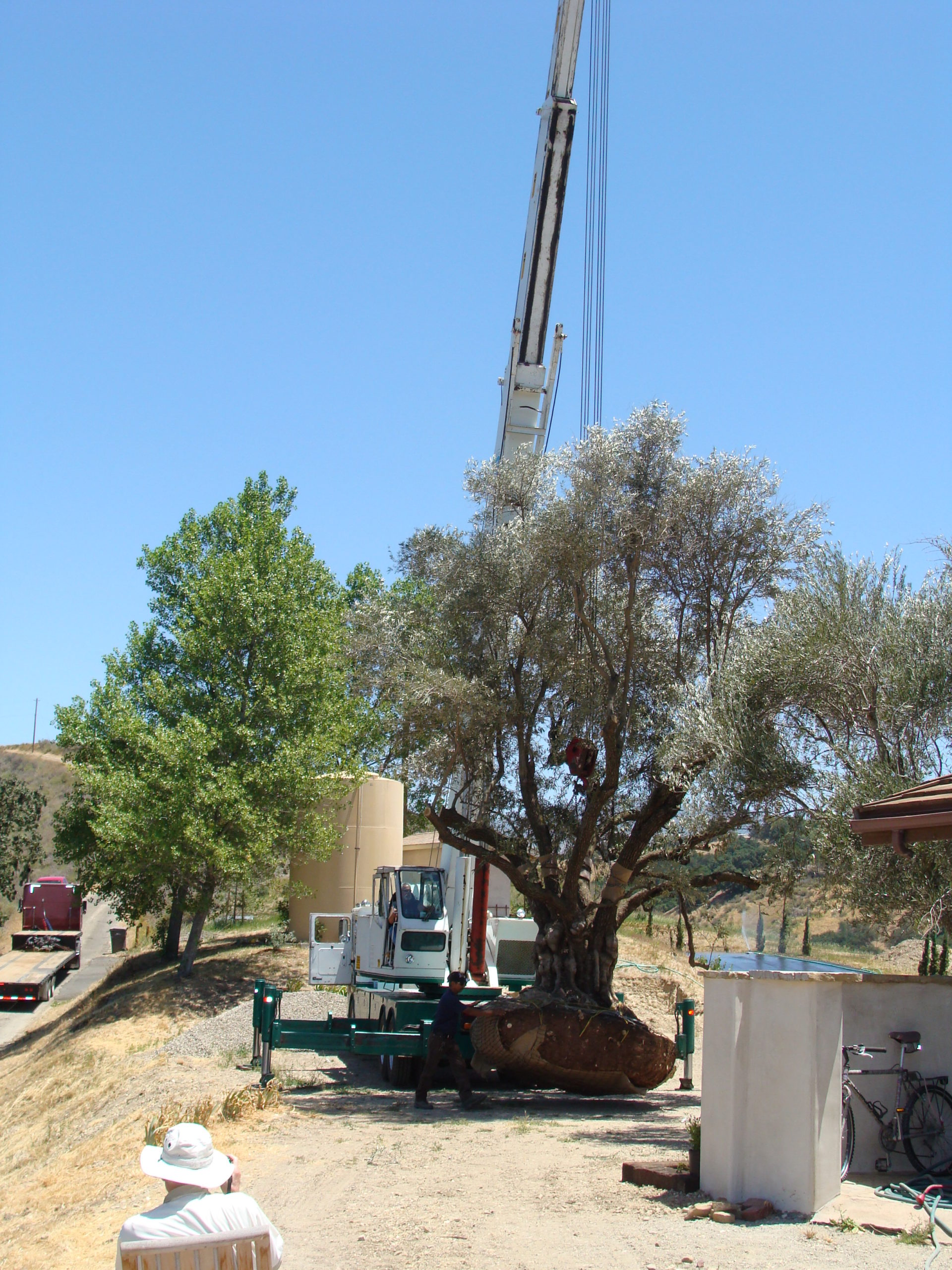 Sell Your Tree – Pacific West Tree Nursery – Olive, Palm, Orange, and more