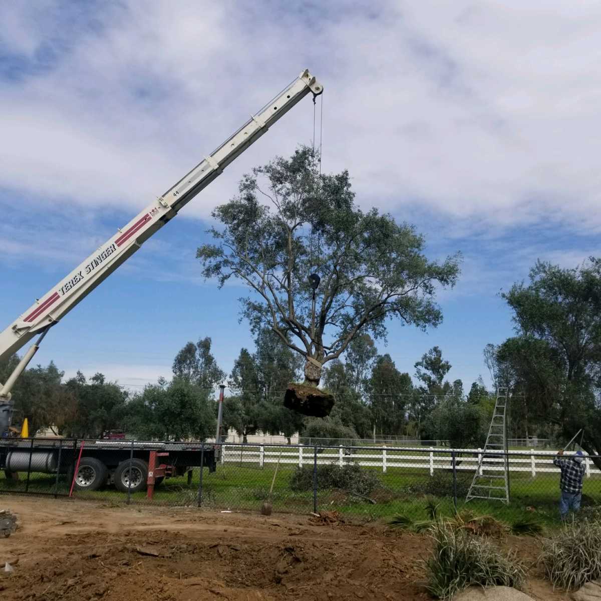 Tree Delivery – Pacific West Tree Nursery – Olive, Palm, Orange, and more