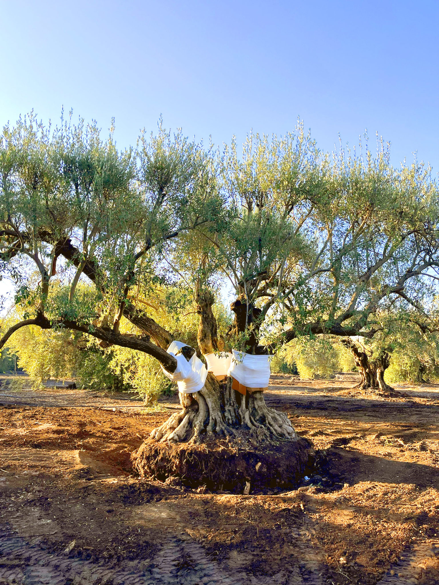 Featured Olive Tree Projects – Pacific West Tree Nursery – Olive, Palm, Orange, and more