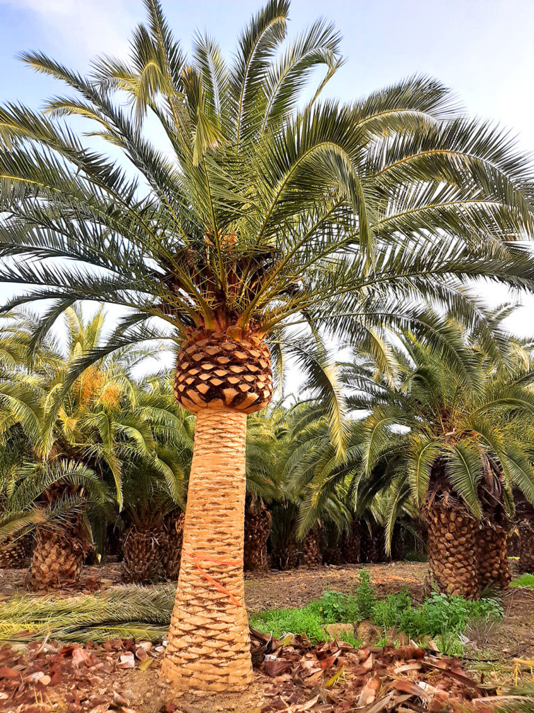 Palm trees – Pacific West Tree Nursery – Olive, Palm, Orange, and more