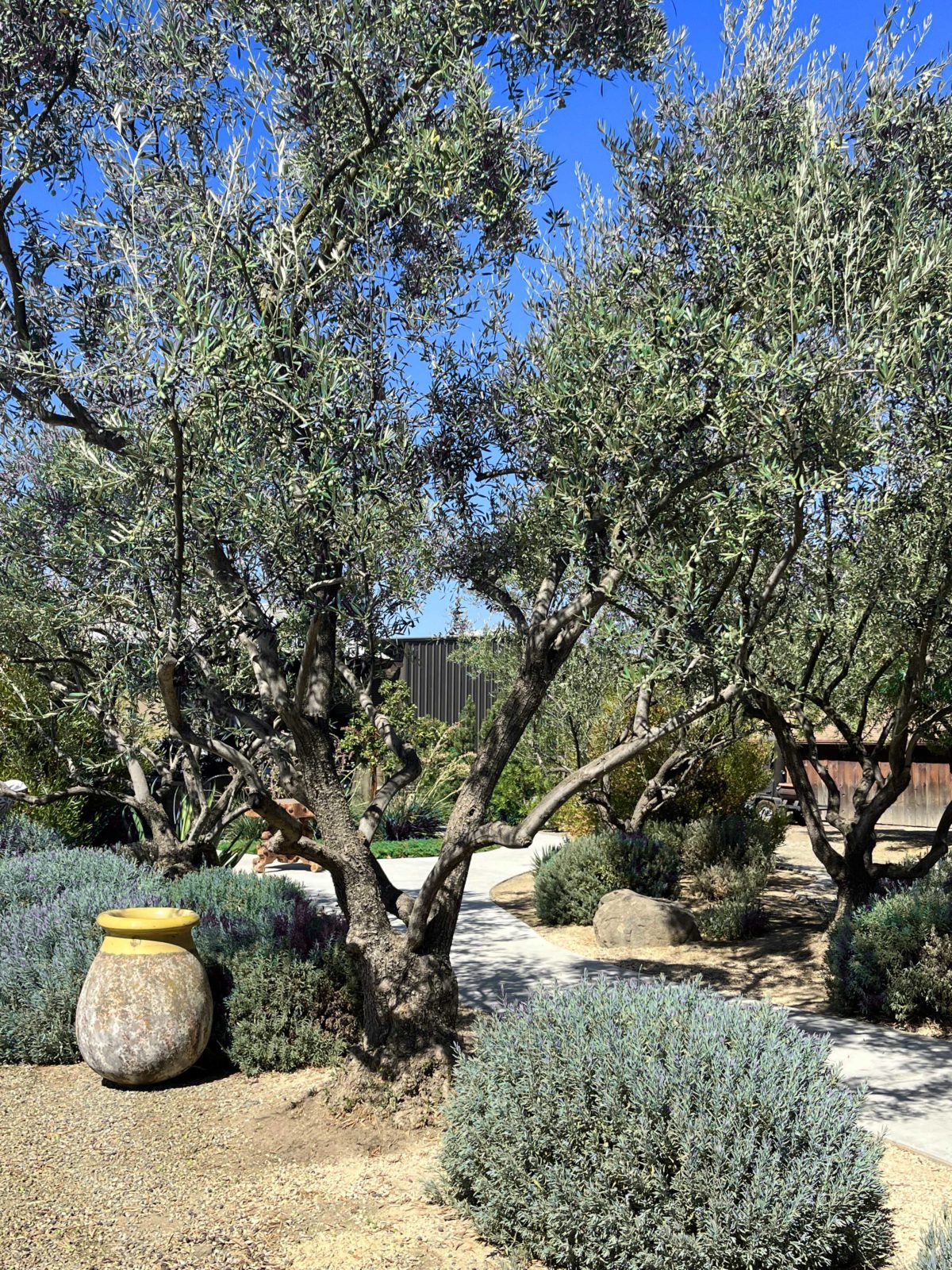 Featured Olive Tree Projects – Pacific West Tree Nursery – Olive, Palm, Orange, and more