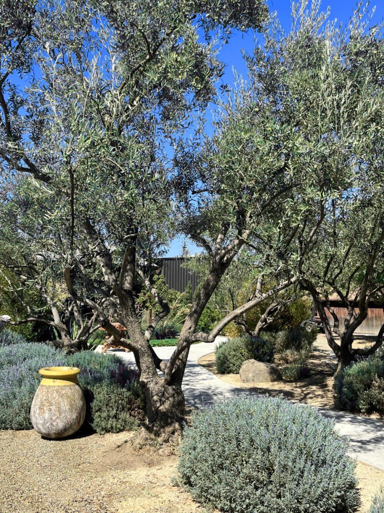 Featured Olive Tree Projects – Pacific West Tree Nursery – Olive, Palm ...