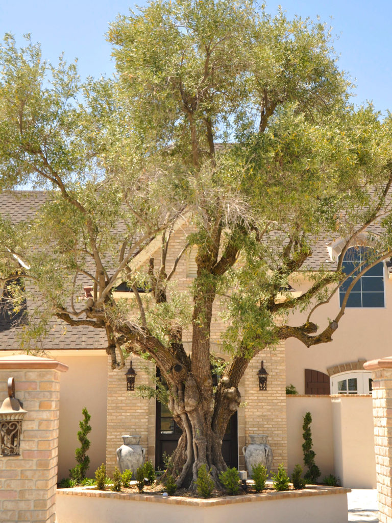 Olive Trees – Pacific West Tree Nursery – Olive, Palm, Orange, and more
