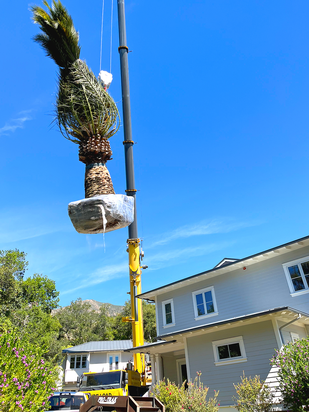 Sell Your Tree – Pacific West Tree Nursery – Olive, Palm, Orange, and more