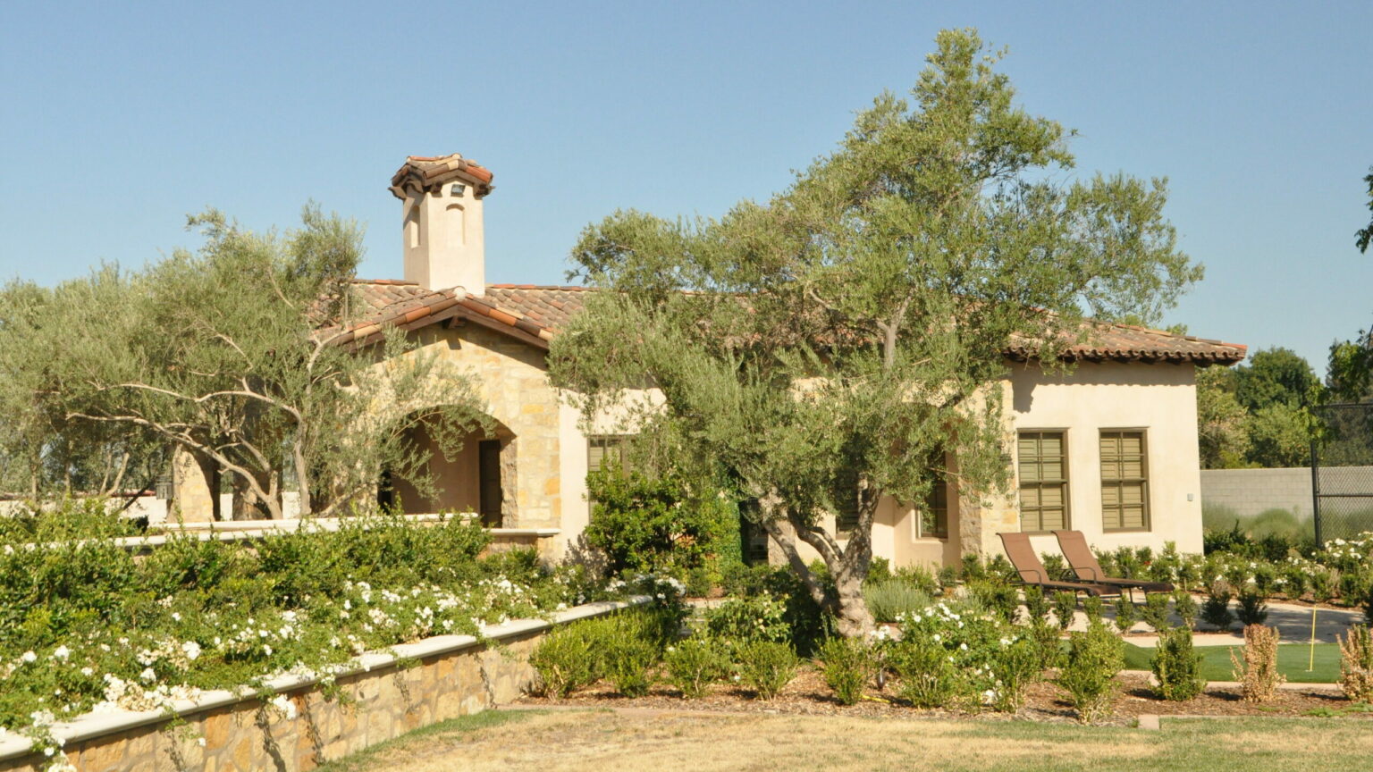 Pacific West Tree Nursery – Olive, Palm, Orange, and more – Premiere ...