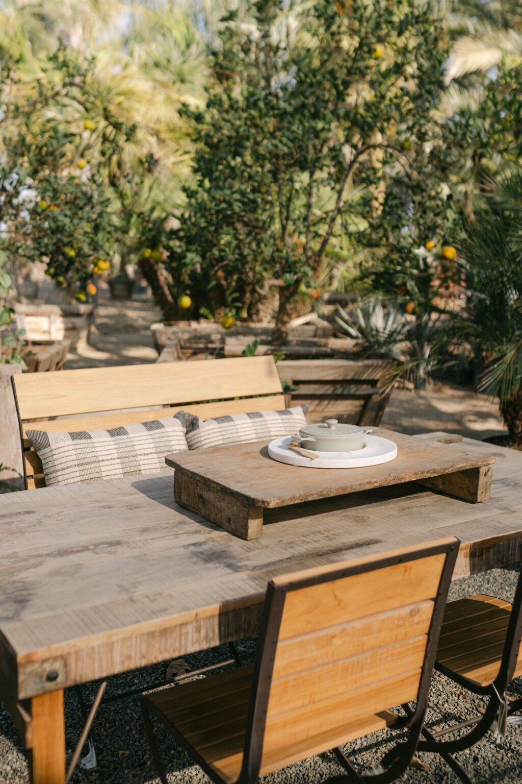 Portfolio – Pacific West Tree Nursery – Olive, Palm, Orange, and more